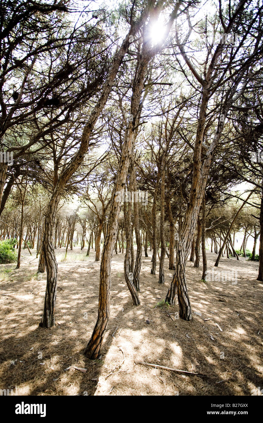 Pinus pinea immagini e fotografie stock ad alta risoluzione - Alamy