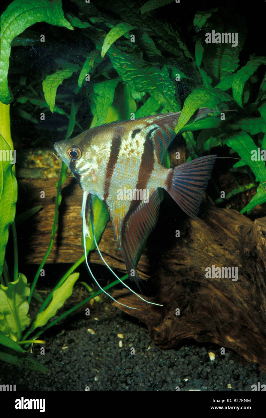 Sud america acquario pesci pesci acquari roberto nistri freshwater ...