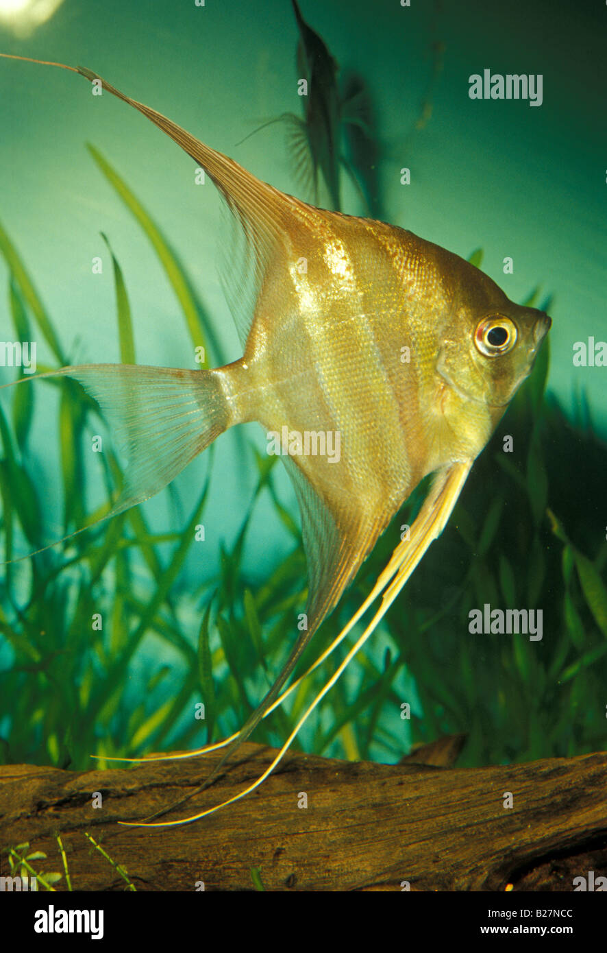 Pterophyllum altum, profondo pesci angelo, Sud America Cichlid pesce ...