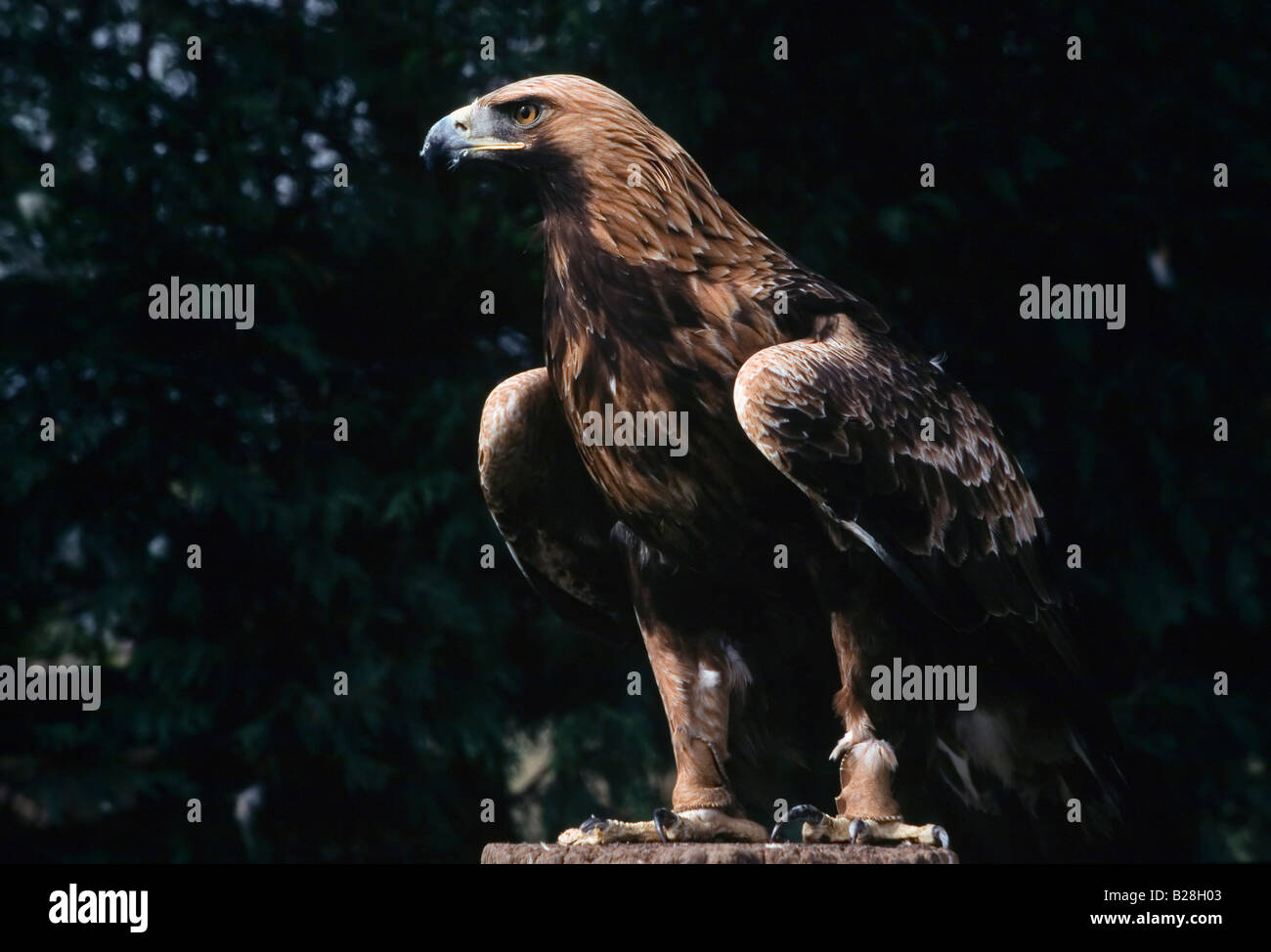 Aquila reale immagini e fotografie stock ad alta risoluzione - Alamy