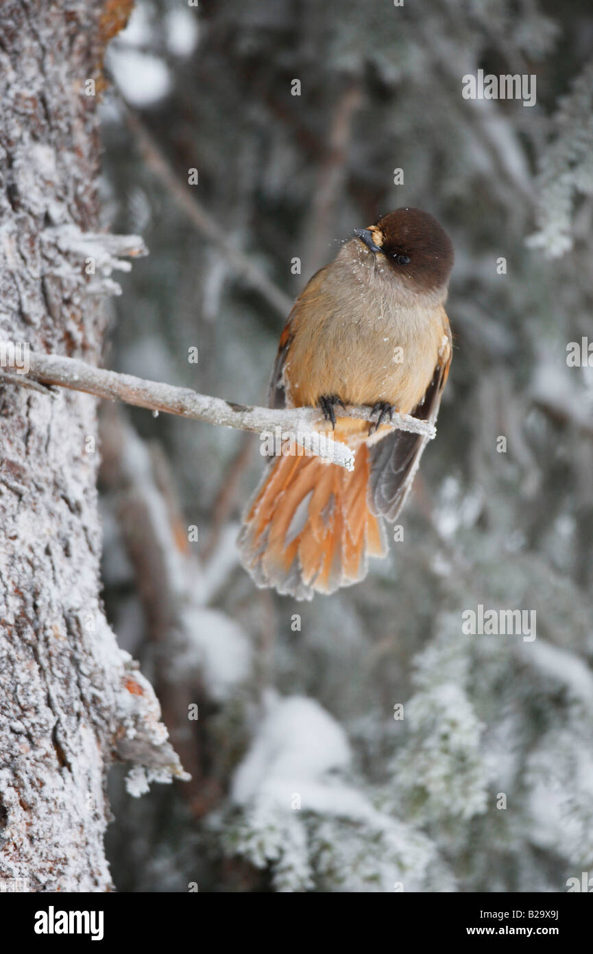 Siberian jay perisoreus infaustus adulto immagini e fotografie stock ad ...