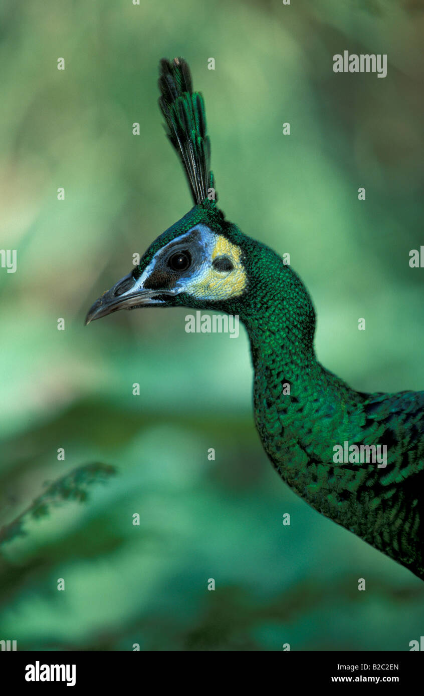 Pavo muticus muticus immagini e fotografie stock ad alta risoluzione ...