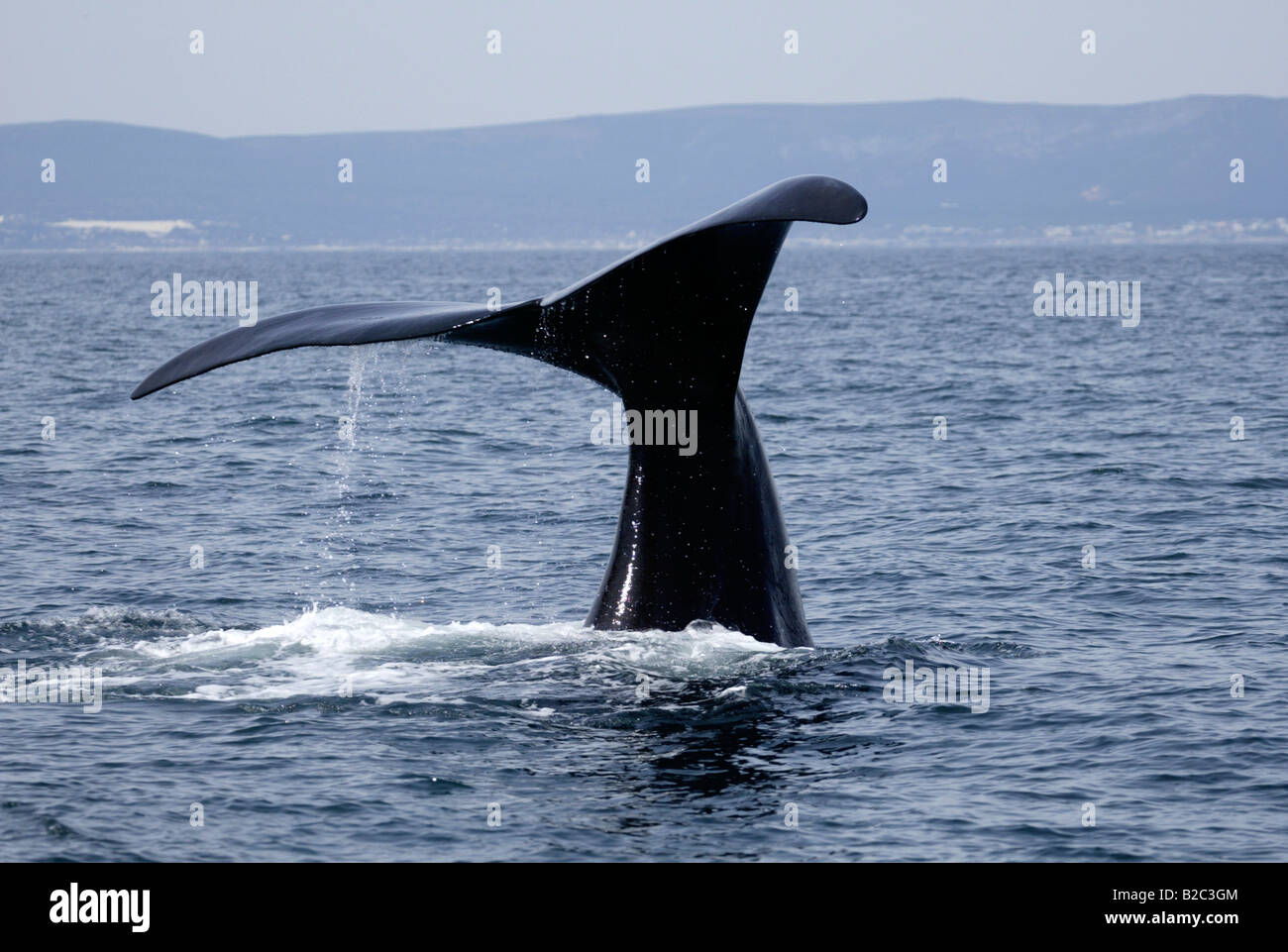 Balena franca australe eubalaena australis immagini e fotografie stock ...