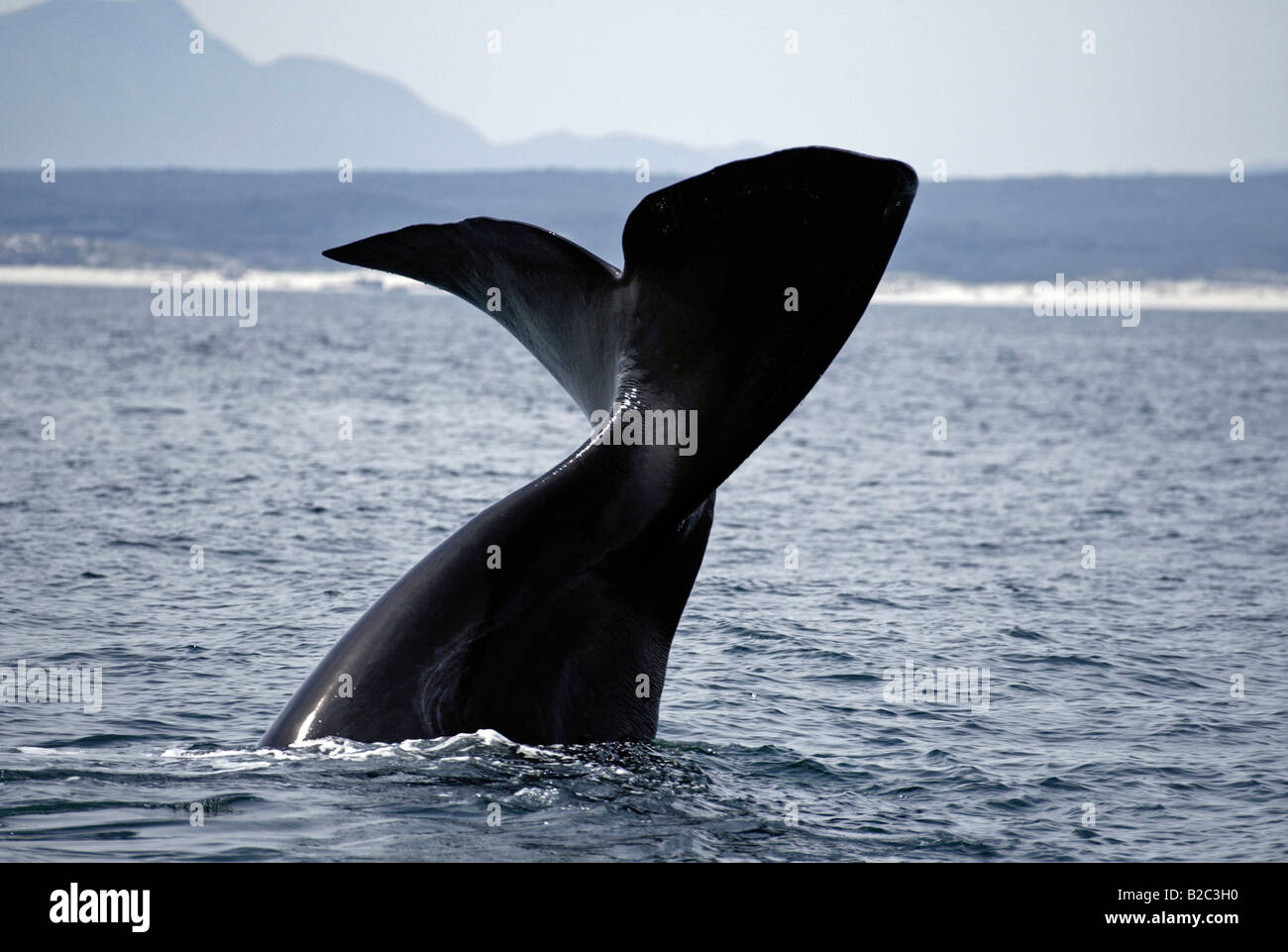 Balena franca australe eubalaena australis immagini e fotografie stock ...