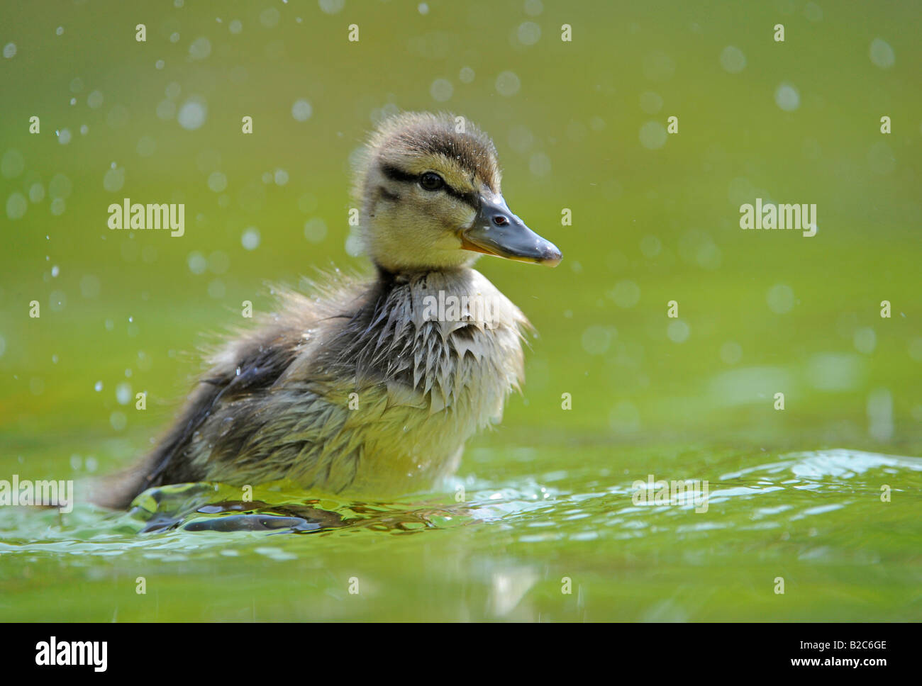 Anatroccolo pulcini fauna selvatica anatre carine immagini e fotografie ...