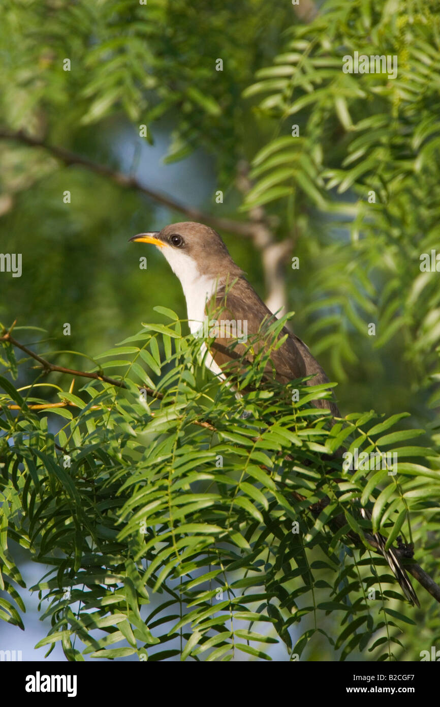 Cuculo del becco giallo immagini e fotografie stock ad alta risoluzione ...