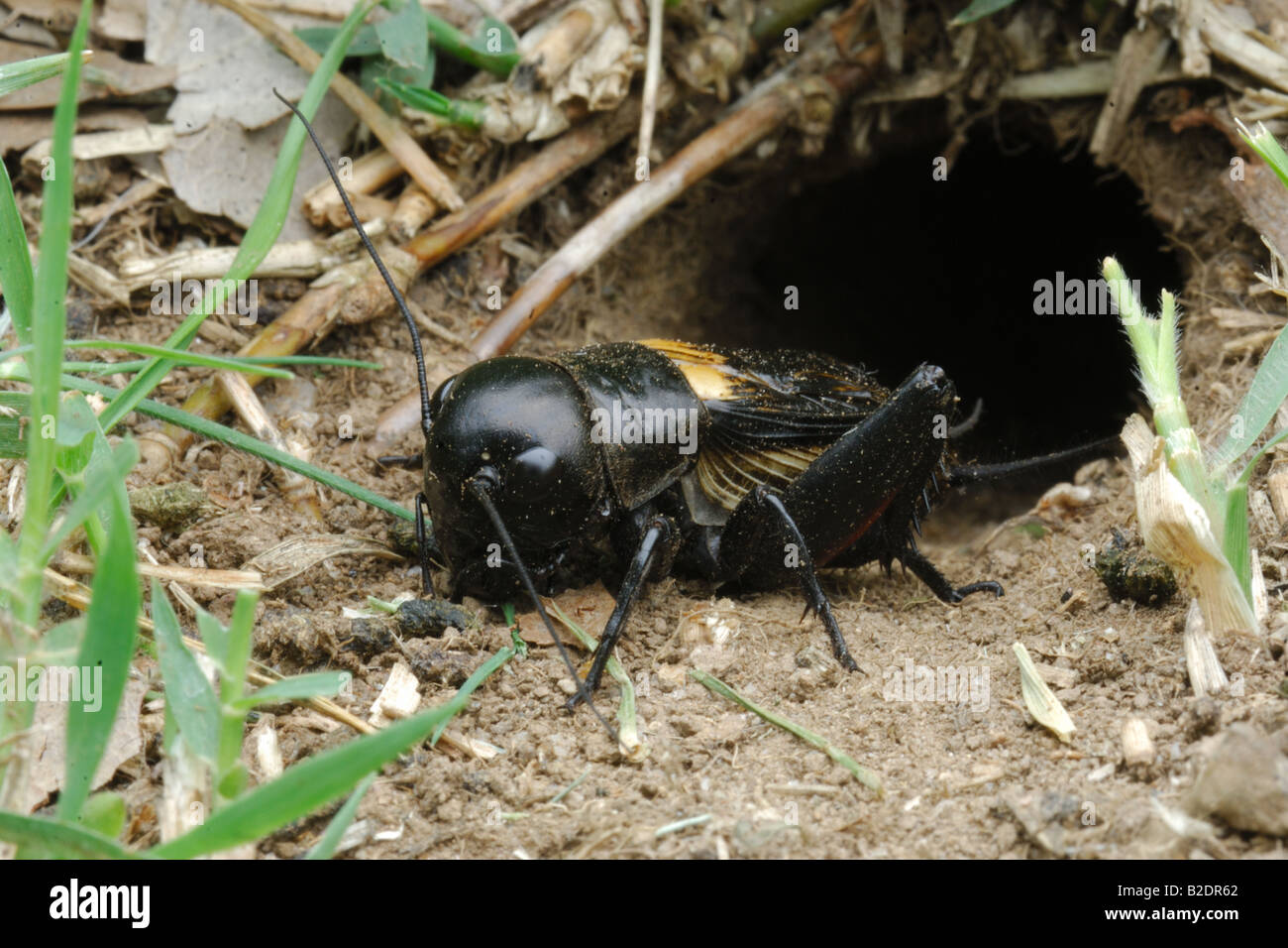 Cricket Gryllus campestris grillo campestre grillo canterino dei campi ...