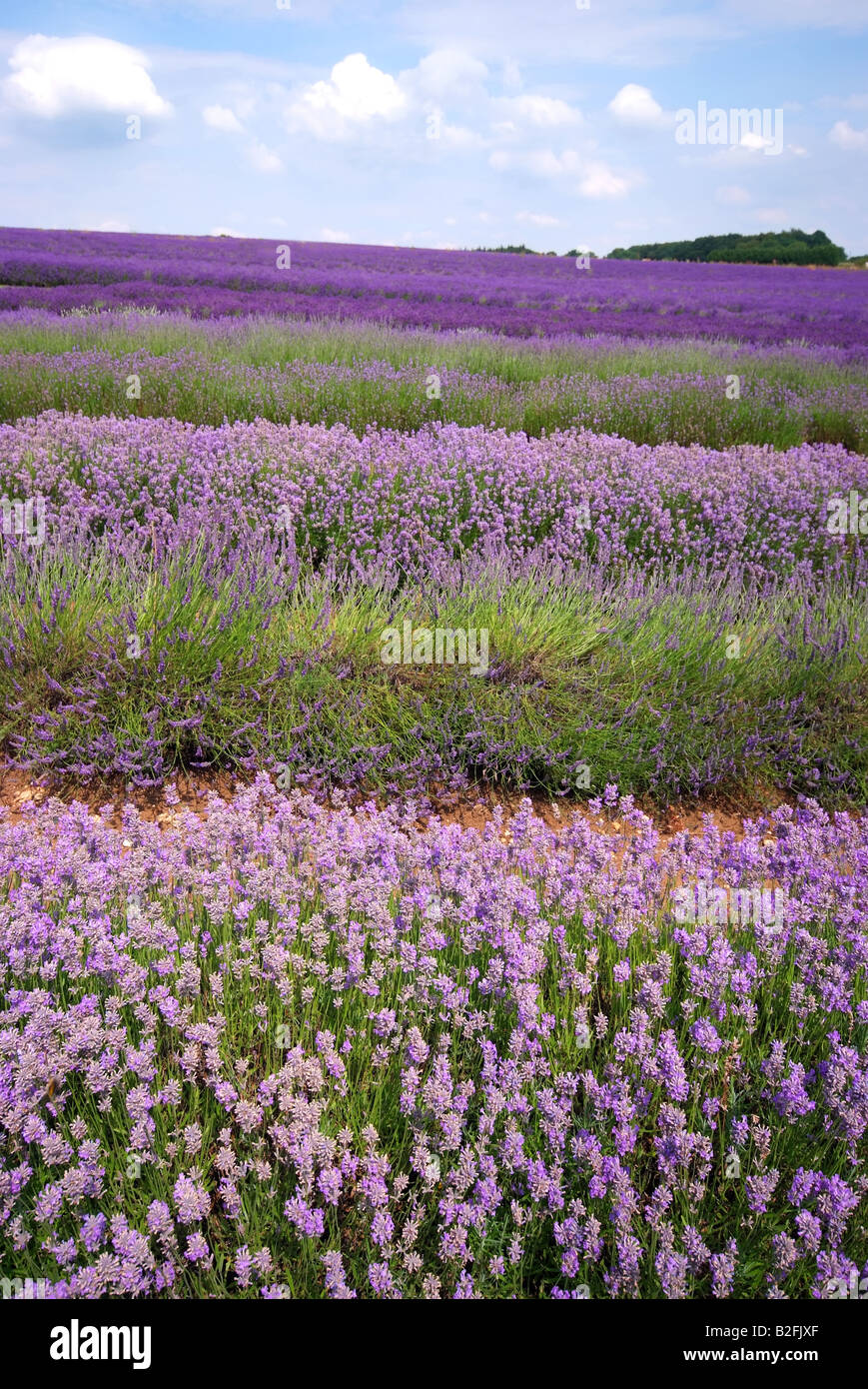 Lavandula vera immagini e fotografie stock ad alta risoluzione - Alamy