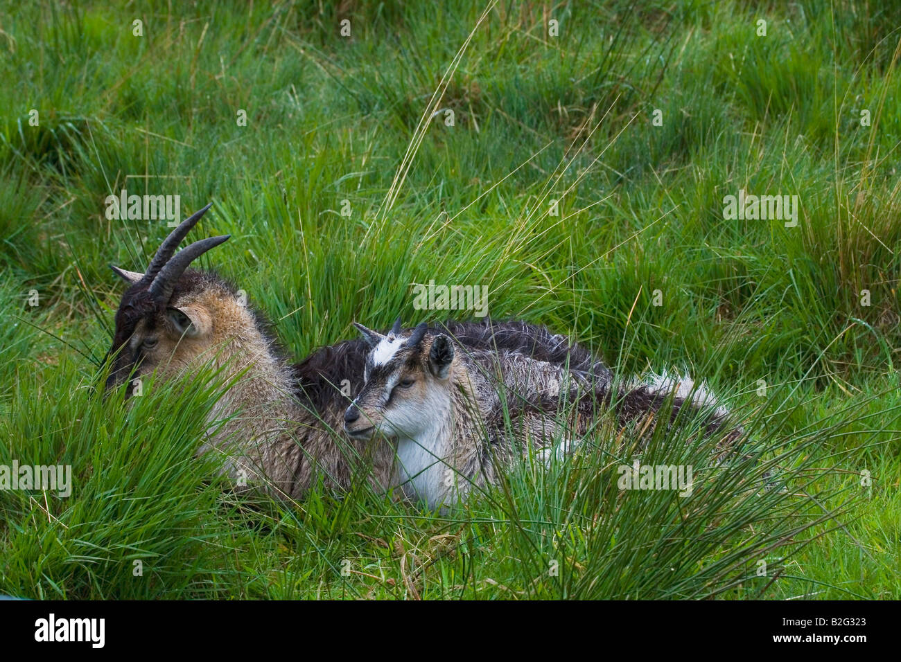 Goats capra hircus immagini e fotografie stock ad alta risoluzione - Alamy