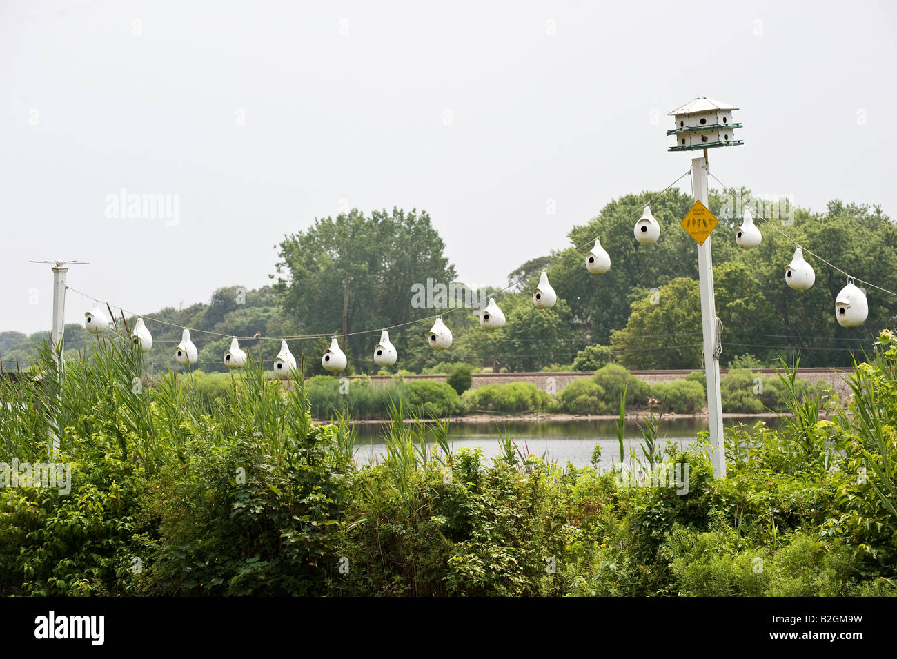 Nidi viola martin immagini e fotografie stock ad alta risoluzione - Alamy
