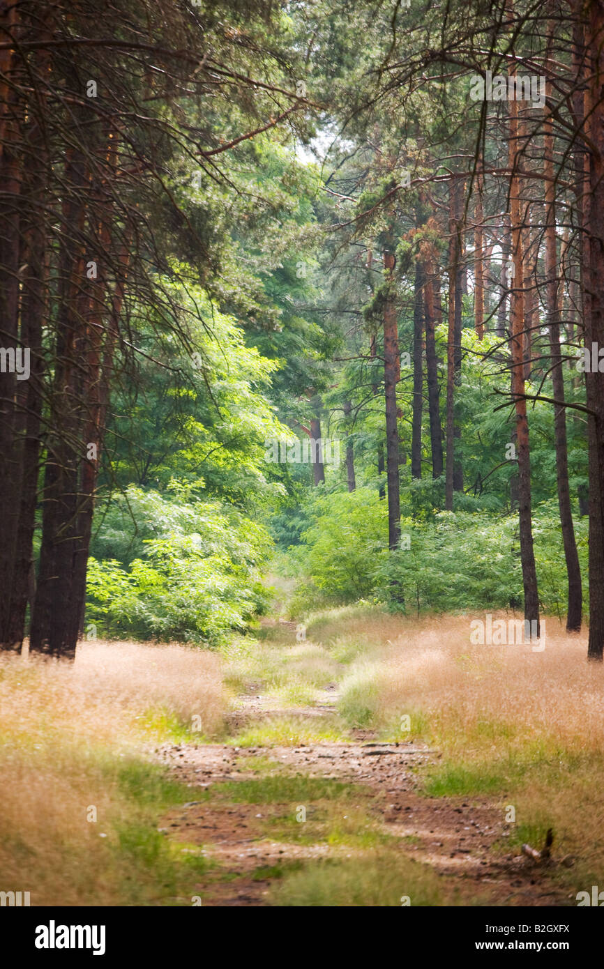 Mixed forest grassland immagini e fotografie stock ad alta risoluzione ...