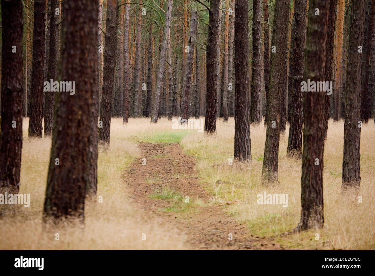 Pineta foresta germania immagini e fotografie stock ad alta risoluzione ...