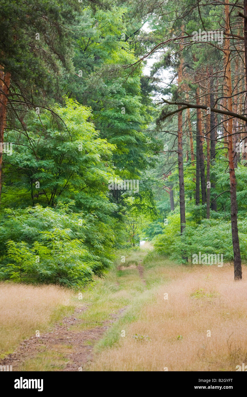 Mixed forest grassland immagini e fotografie stock ad alta risoluzione ...