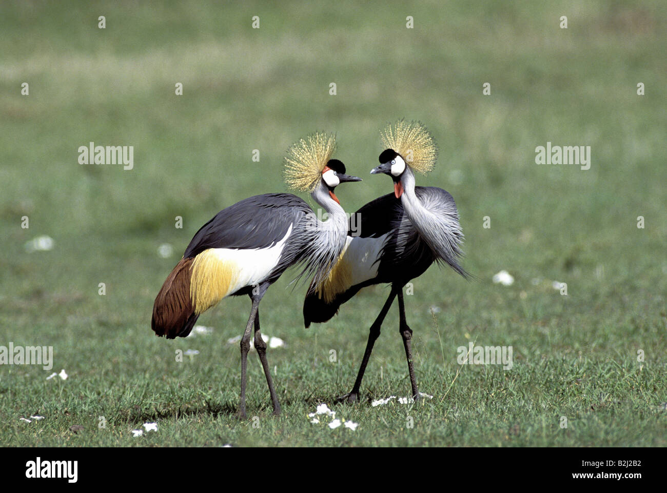 Due gru in africa immagini e fotografie stock ad alta risoluzione - Alamy