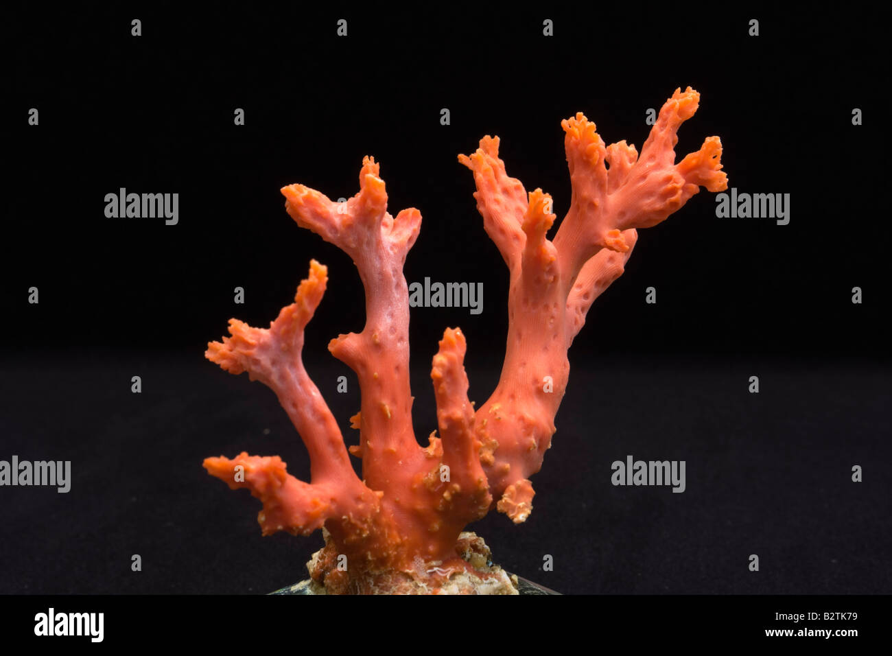 Un ramo di rosso corallo mediterraneo (Corallium rubrum). Branche de ...