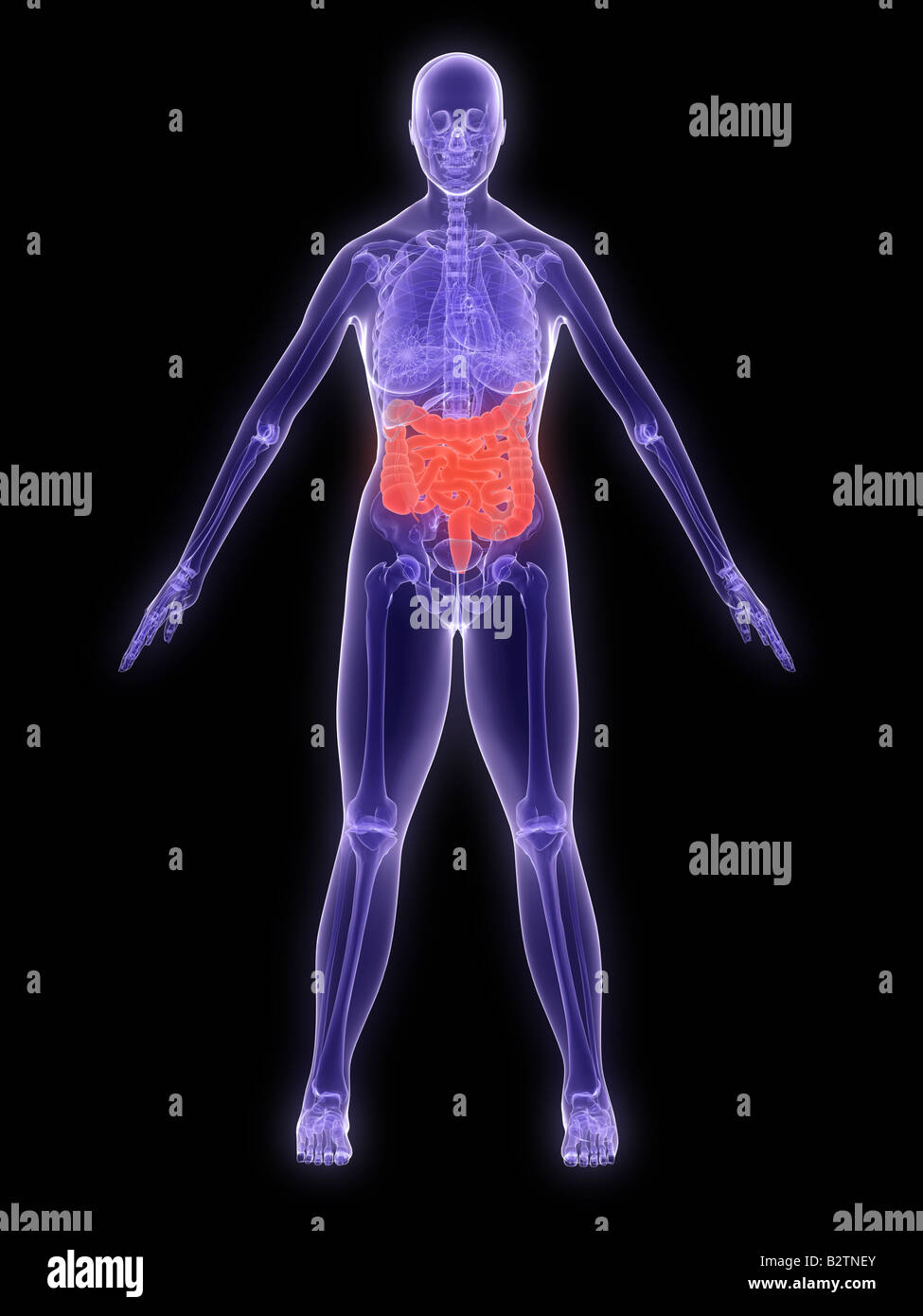 Highlighted intestines immagini e fotografie stock ad alta risoluzione ...