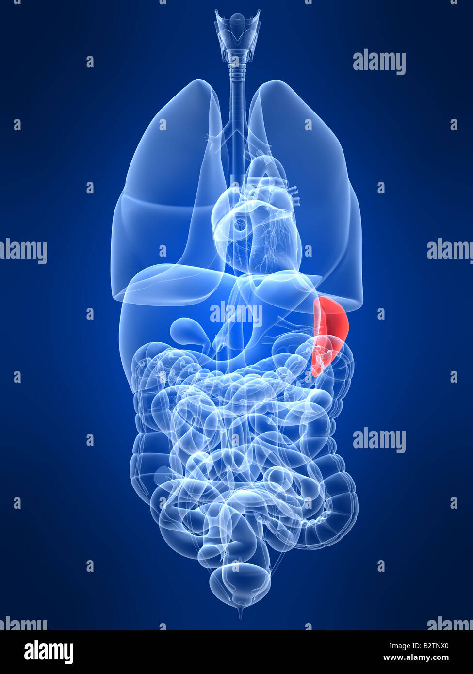 Pancreas e milza immagini e fotografie stock ad alta risoluzione - Alamy