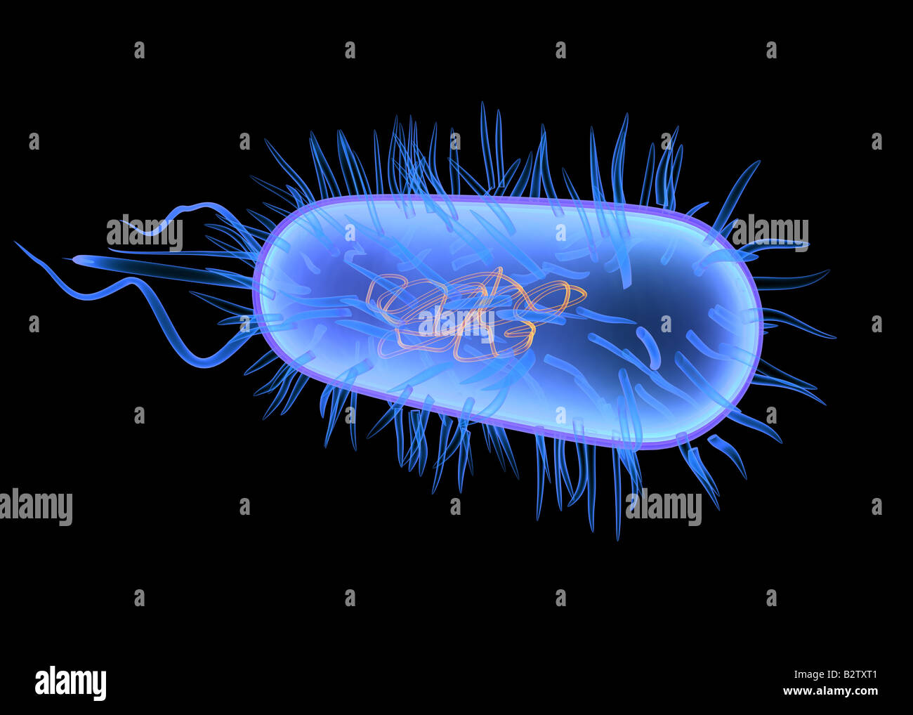 Biologia del batterio immagini e fotografie stock ad alta risoluzione ...