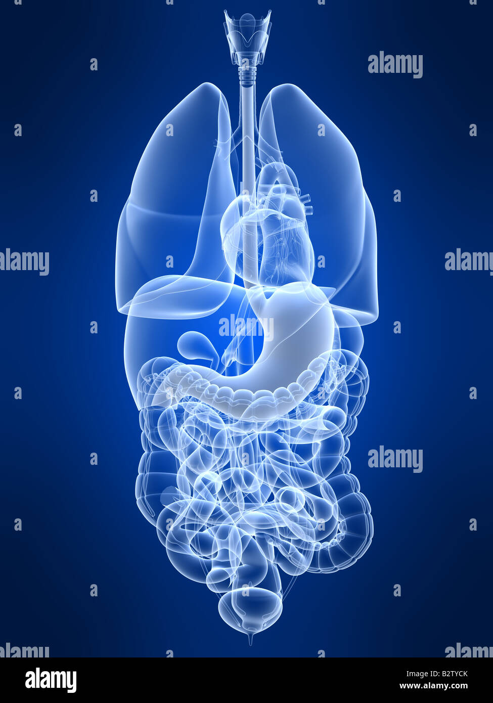 Stomaco umano e intestino immagini e fotografie stock ad alta ...