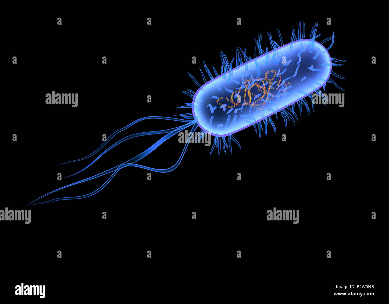 Biologia del batterio immagini e fotografie stock ad alta risoluzione ...