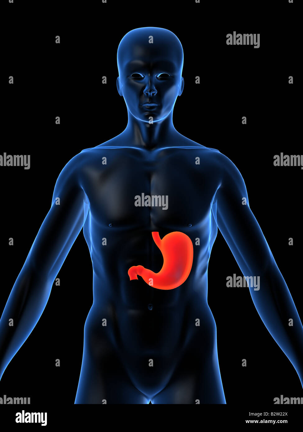Scientifico dello stomaco immagini e fotografie stock ad alta ...