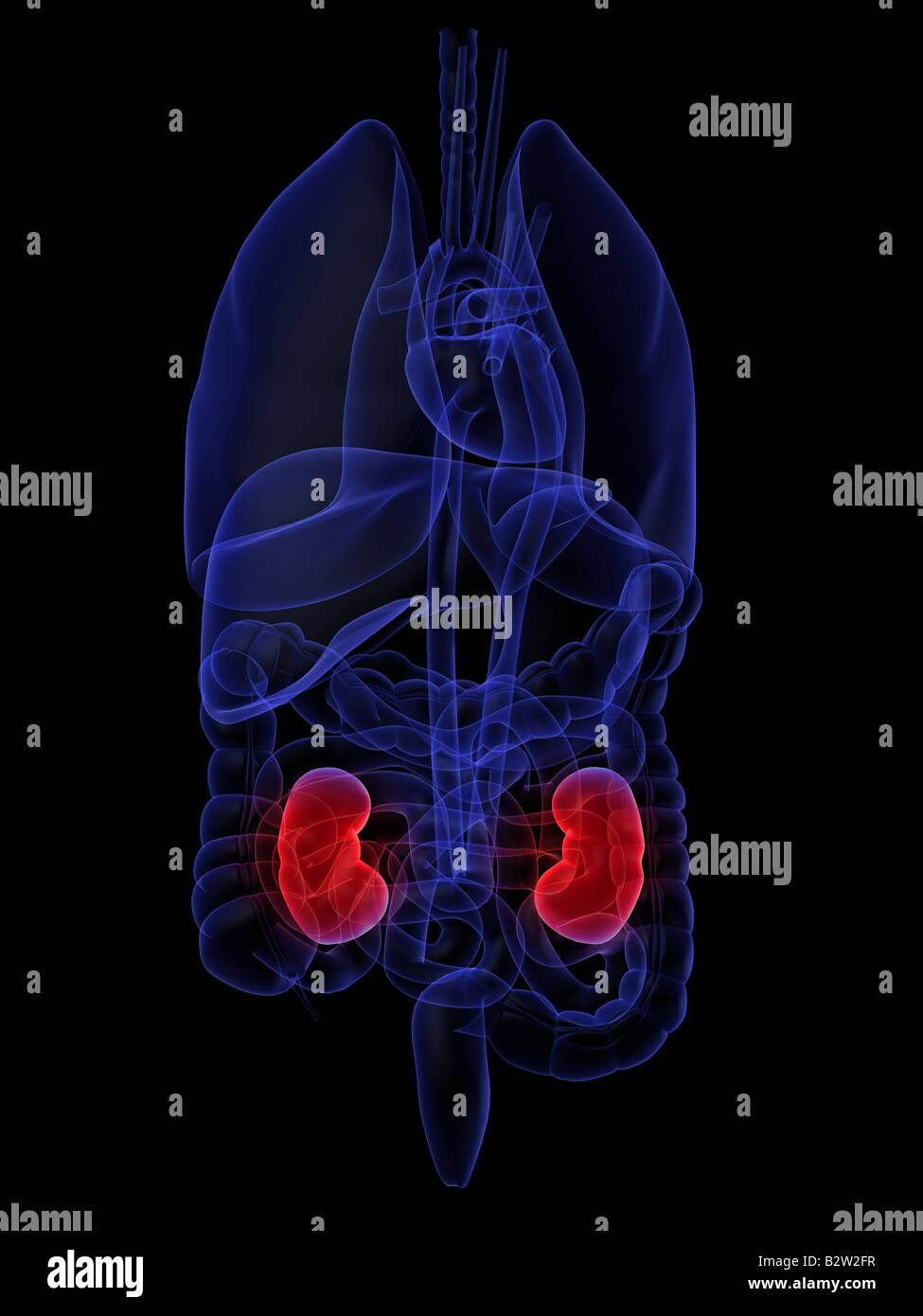 Anatomia dei reni immagini e fotografie stock ad alta risoluzione - Alamy
