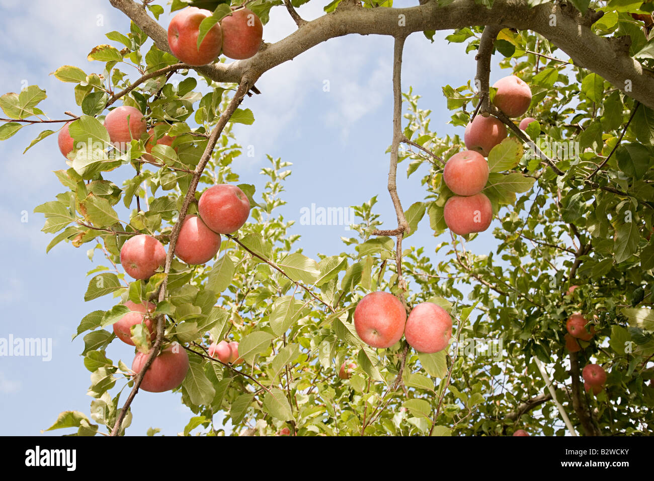 Albero di melo immagini e fotografie stock ad alta risoluzione - Alamy