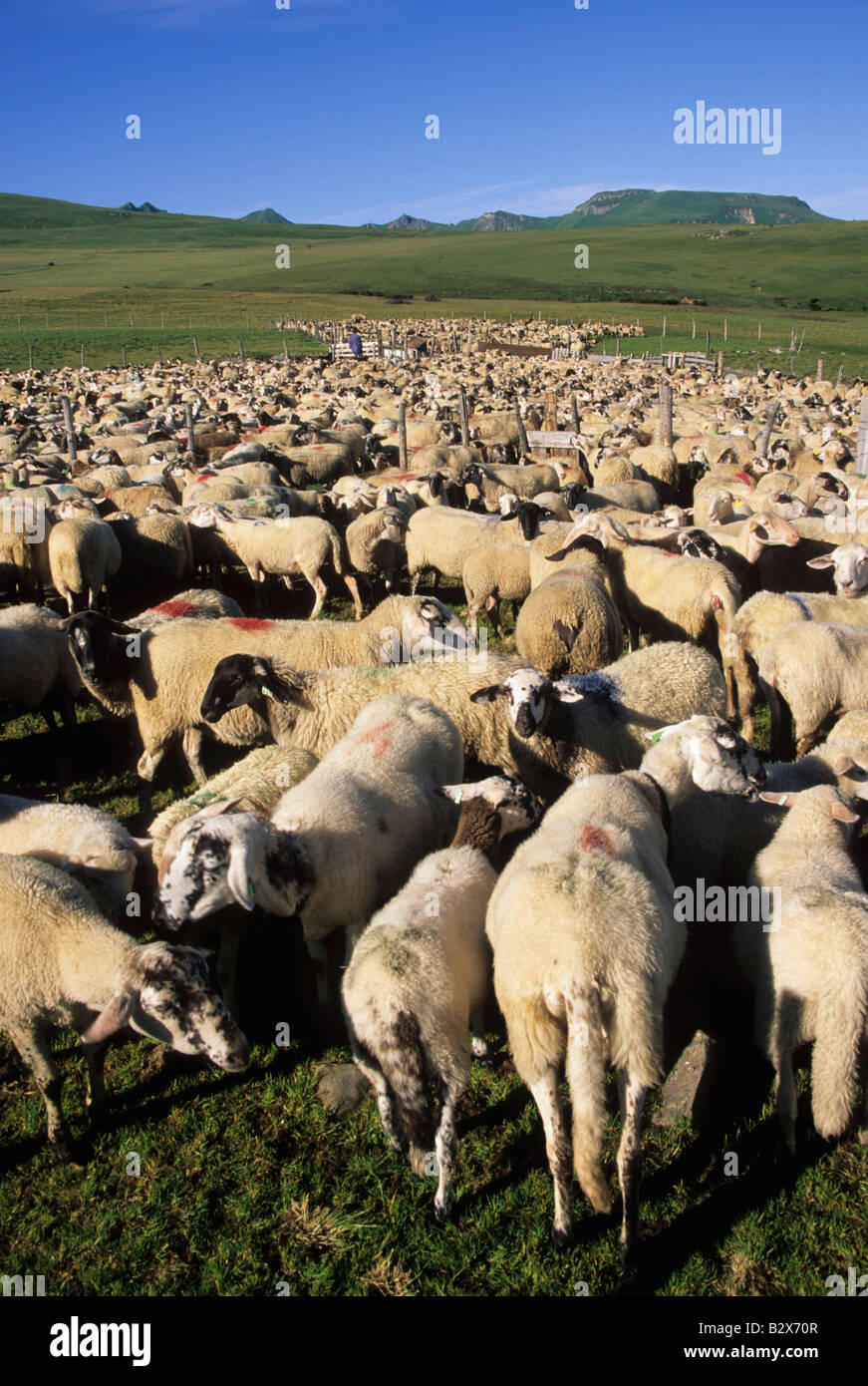 Gregge o gregge di pecore immagini e fotografie stock ad alta ...