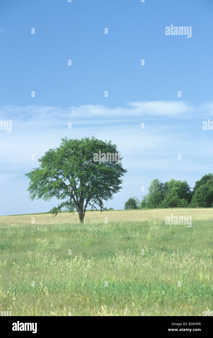 Albero di olmo americano immagini e fotografie stock ad alta ...
