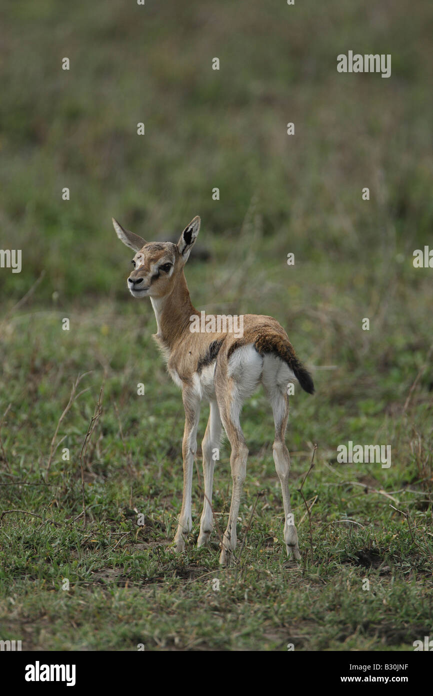 Gazzella comune immagini e fotografie stock ad alta risoluzione - Alamy