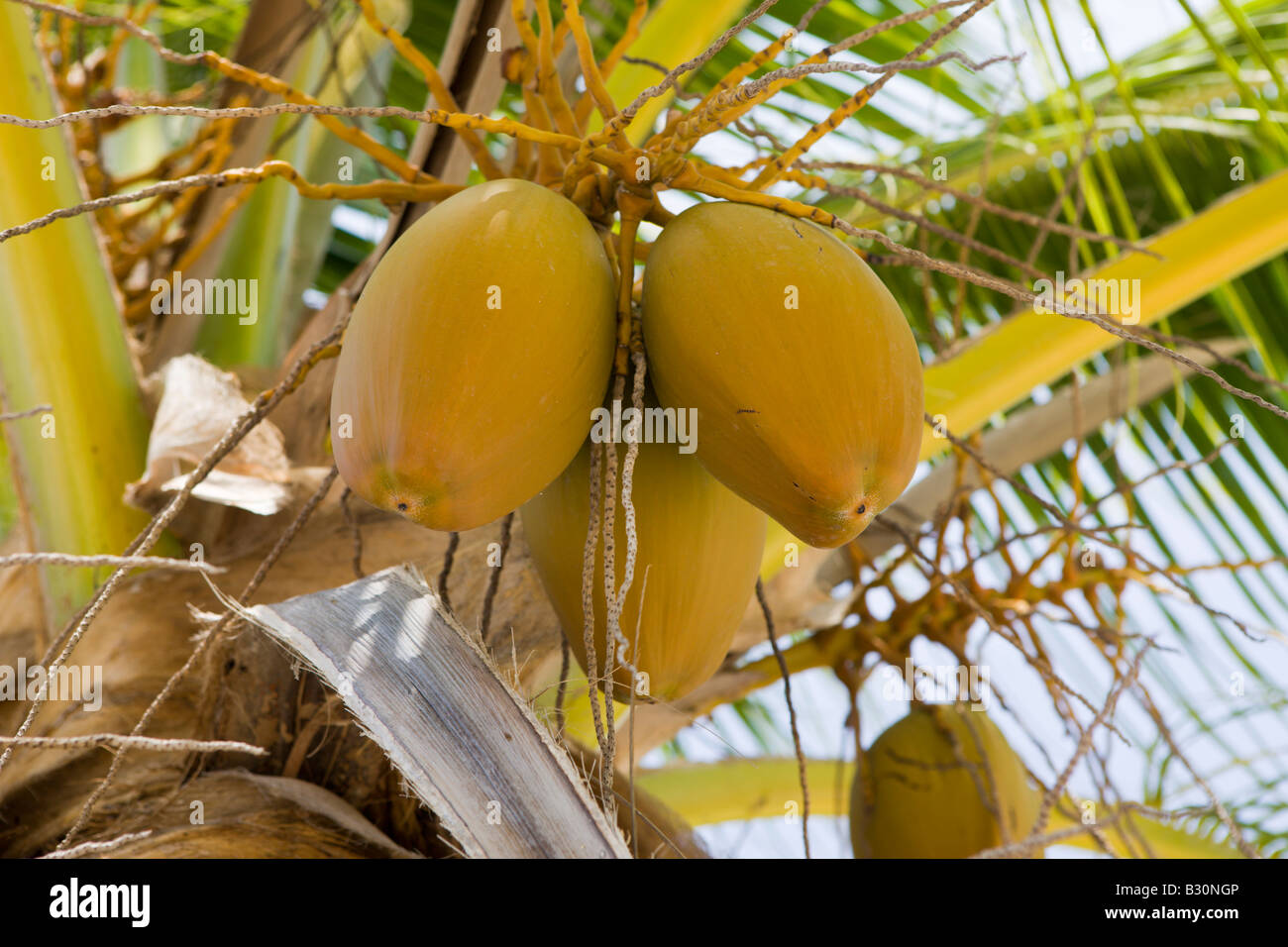 Palme da cocco in Bikini Isole Marshall Bikini Atoll Micronesia Oceano ...