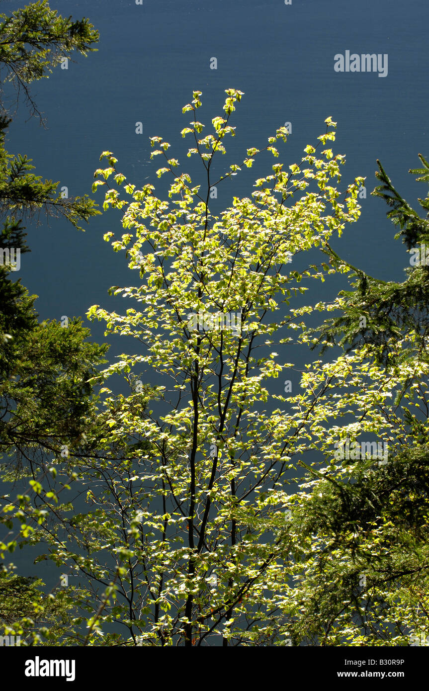 Common beeches fagus sylvatica immagini e fotografie stock ad alta ...