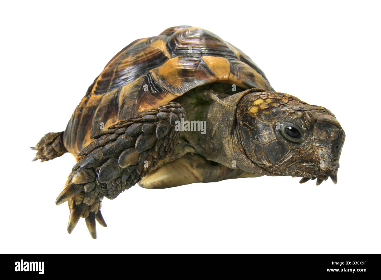 Testudo greco di tartaruga Immagini senza sfondo e Foto Stock ...