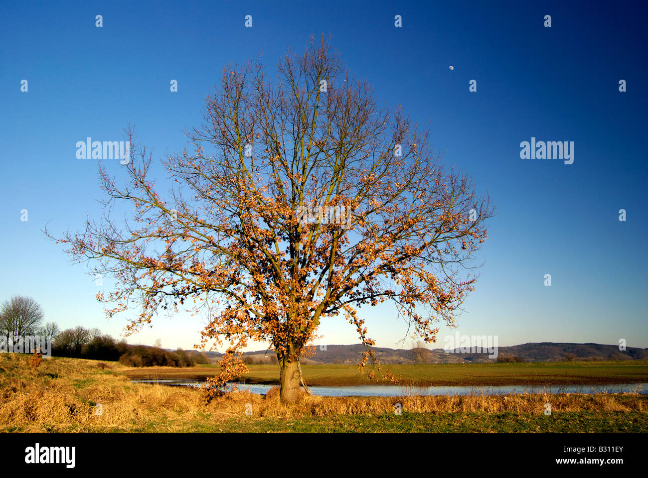 Quercus robur immagini e fotografie stock ad alta risoluzione - Alamy