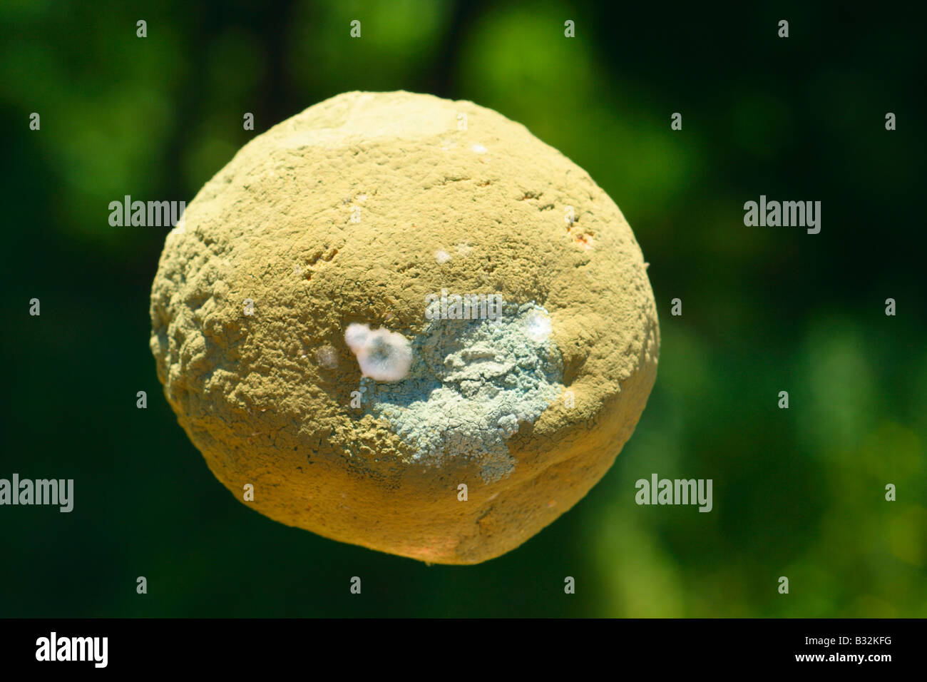 Muffa del penicillium sp immagini e fotografie stock ad alta ...