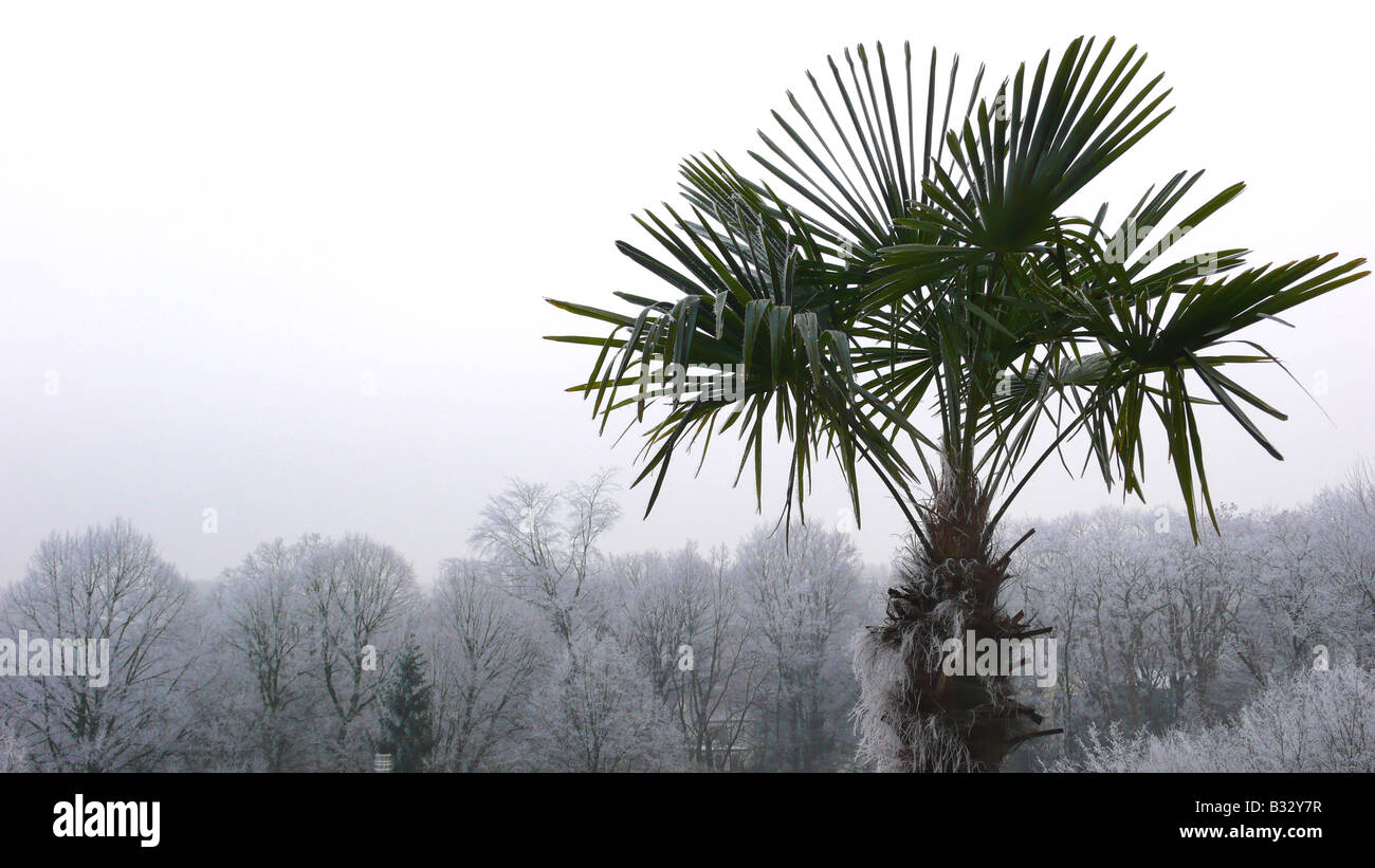 Trachycarpus fortunei inverno immagini e fotografie stock ad alta ...