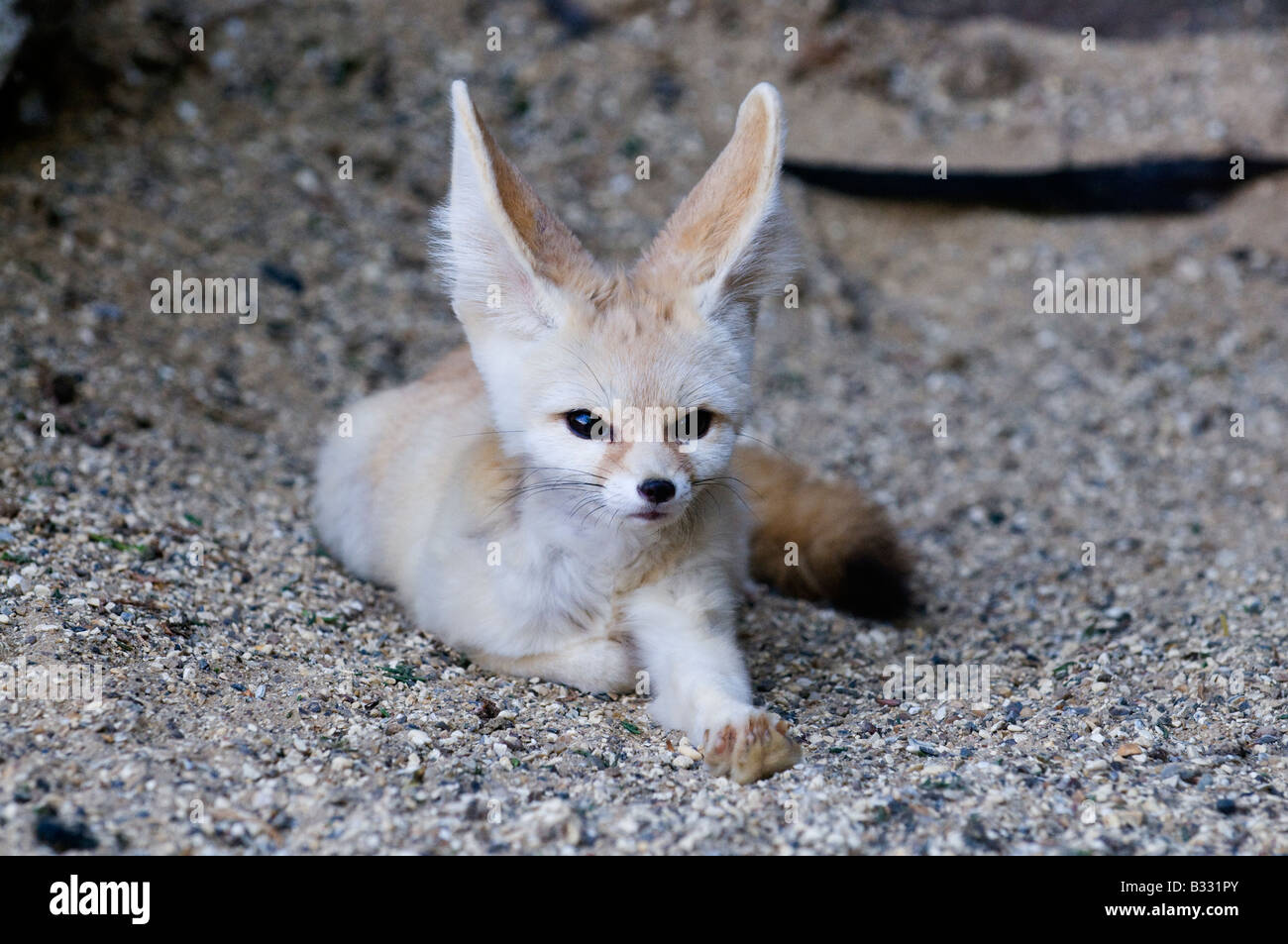 Volpe del deserto immagini e fotografie stock ad alta risoluzione - Alamy