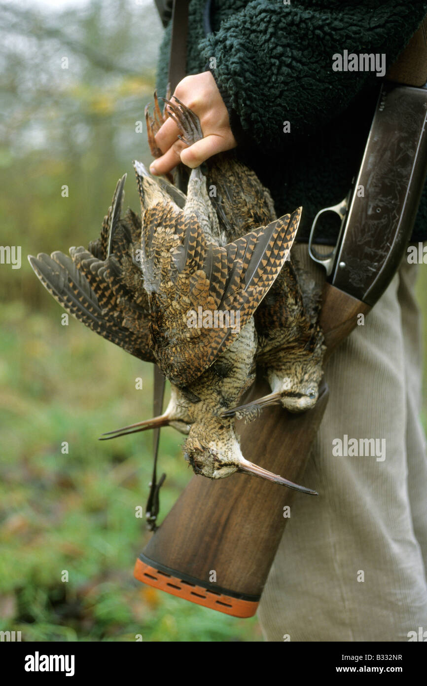 Cacciare la beccaccia immagini e fotografie stock ad alta risoluzione ...