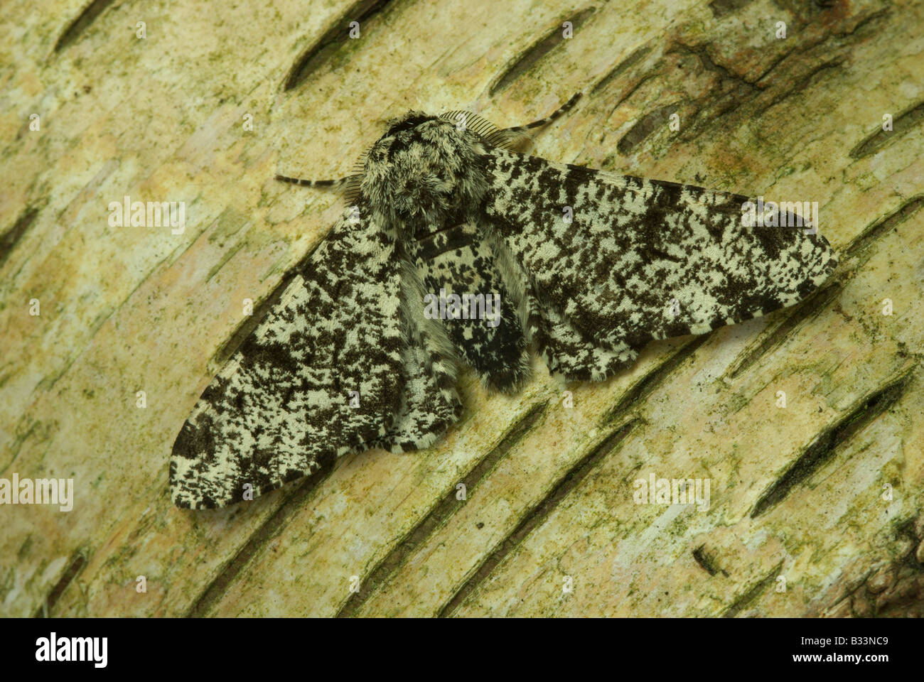 Biston betularia biston betularia immagini e fotografie stock ad alta ...