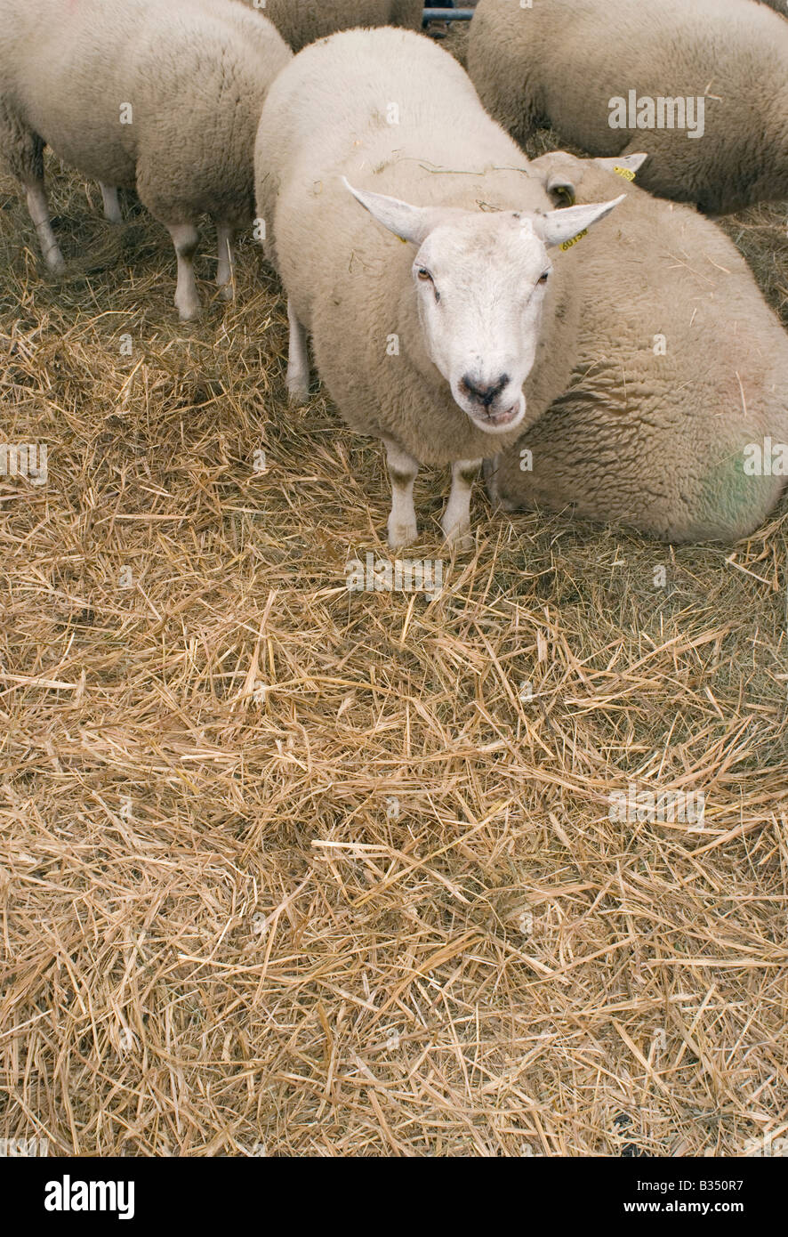 Allevando pecore immagini e fotografie stock ad alta risoluzione - Alamy