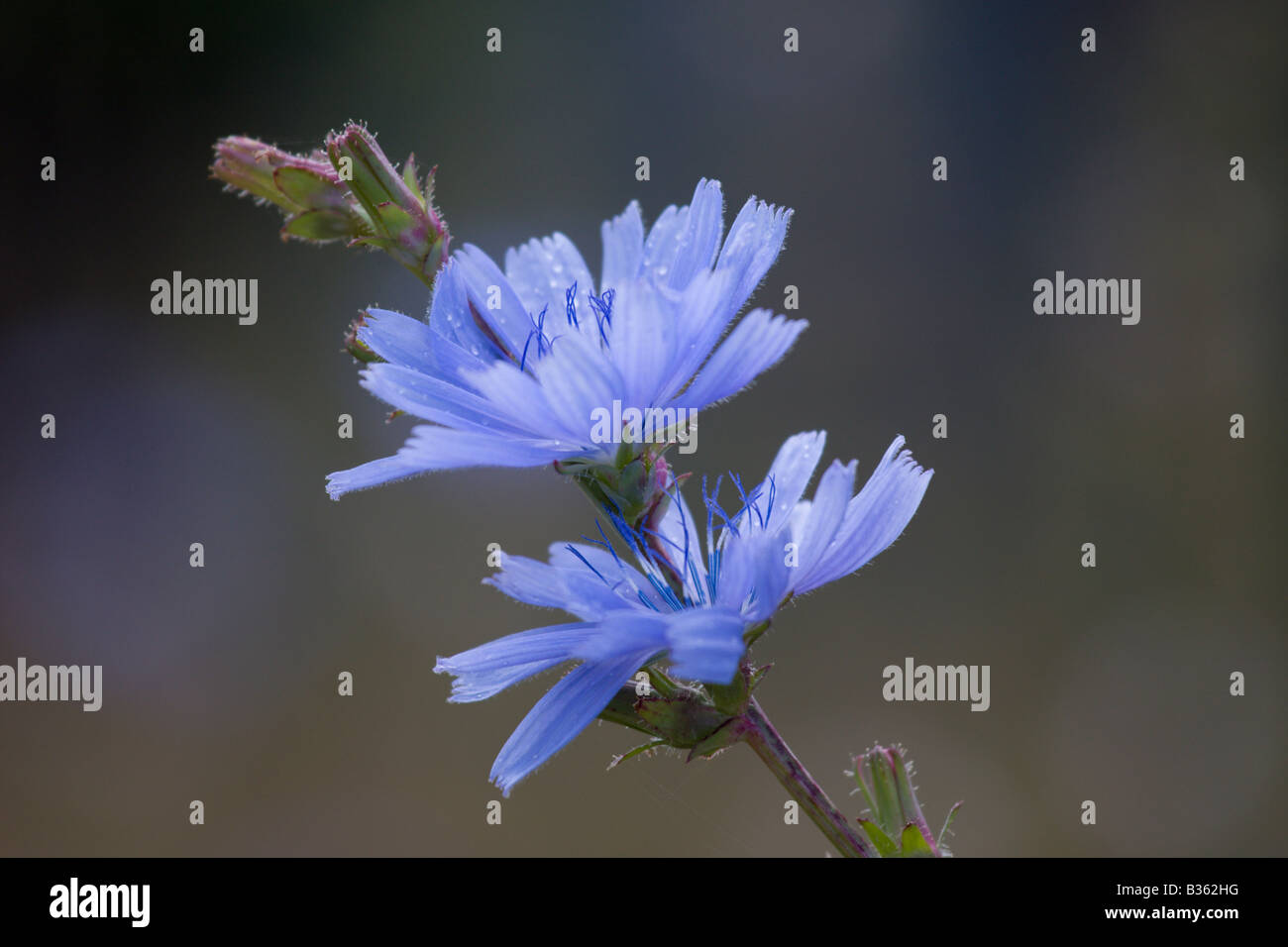 Cicorie selvatiche immagini e fotografie stock ad alta risoluzione - Alamy