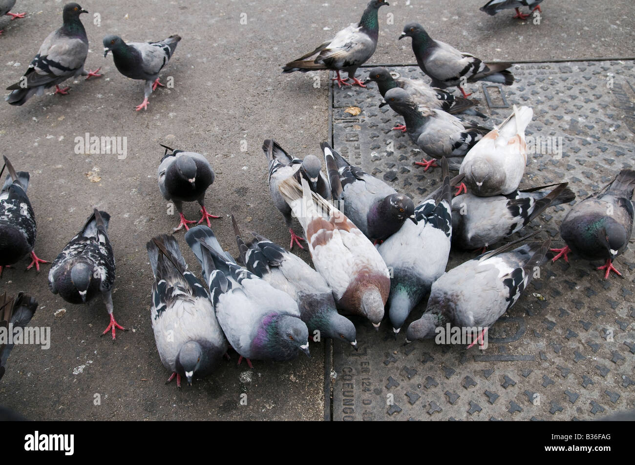 Allevare piccioni immagini e fotografie stock ad alta risoluzione - Alamy