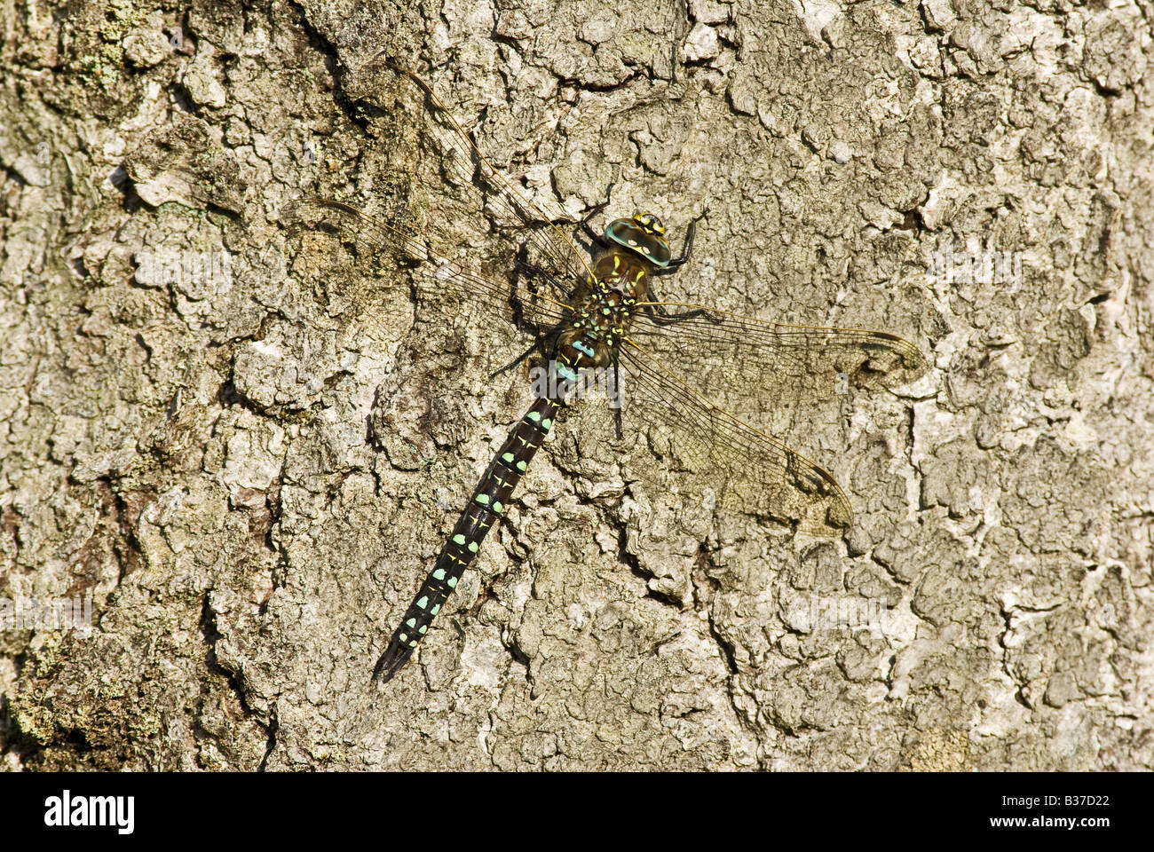 Libellula cacciatrice comune immagini e fotografie stock ad alta ...