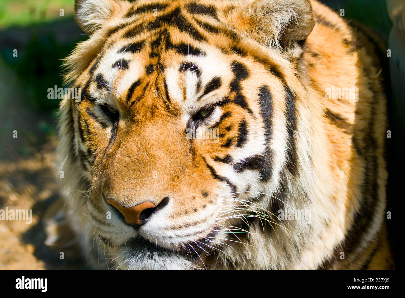 Faccia di tigre immagini e fotografie stock ad alta risoluzione - Alamy