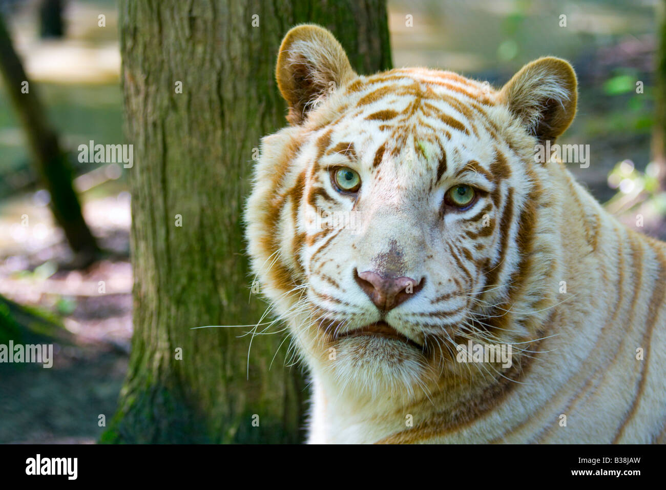 Tigre albina immagini e fotografie stock ad alta risoluzione - Alamy