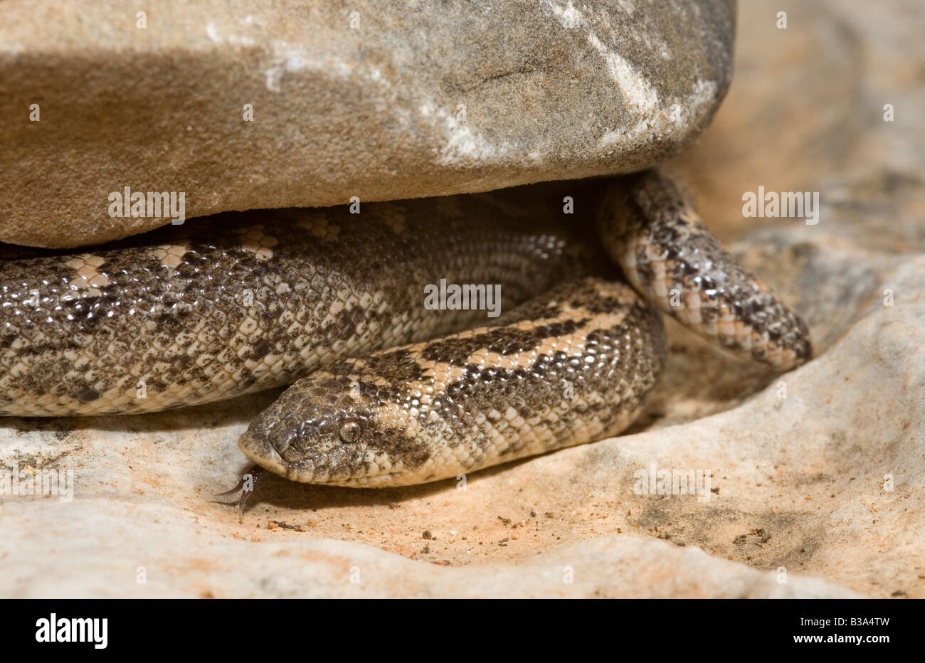 Snakes of greece immagini e fotografie stock ad alta risoluzione - Alamy