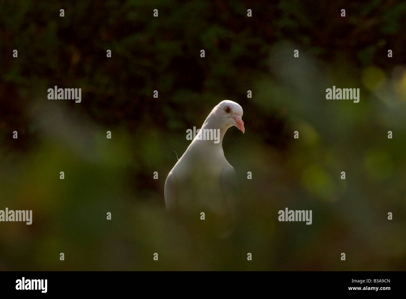 Rilascio della colomba immagini e fotografie stock ad alta risoluzione ...