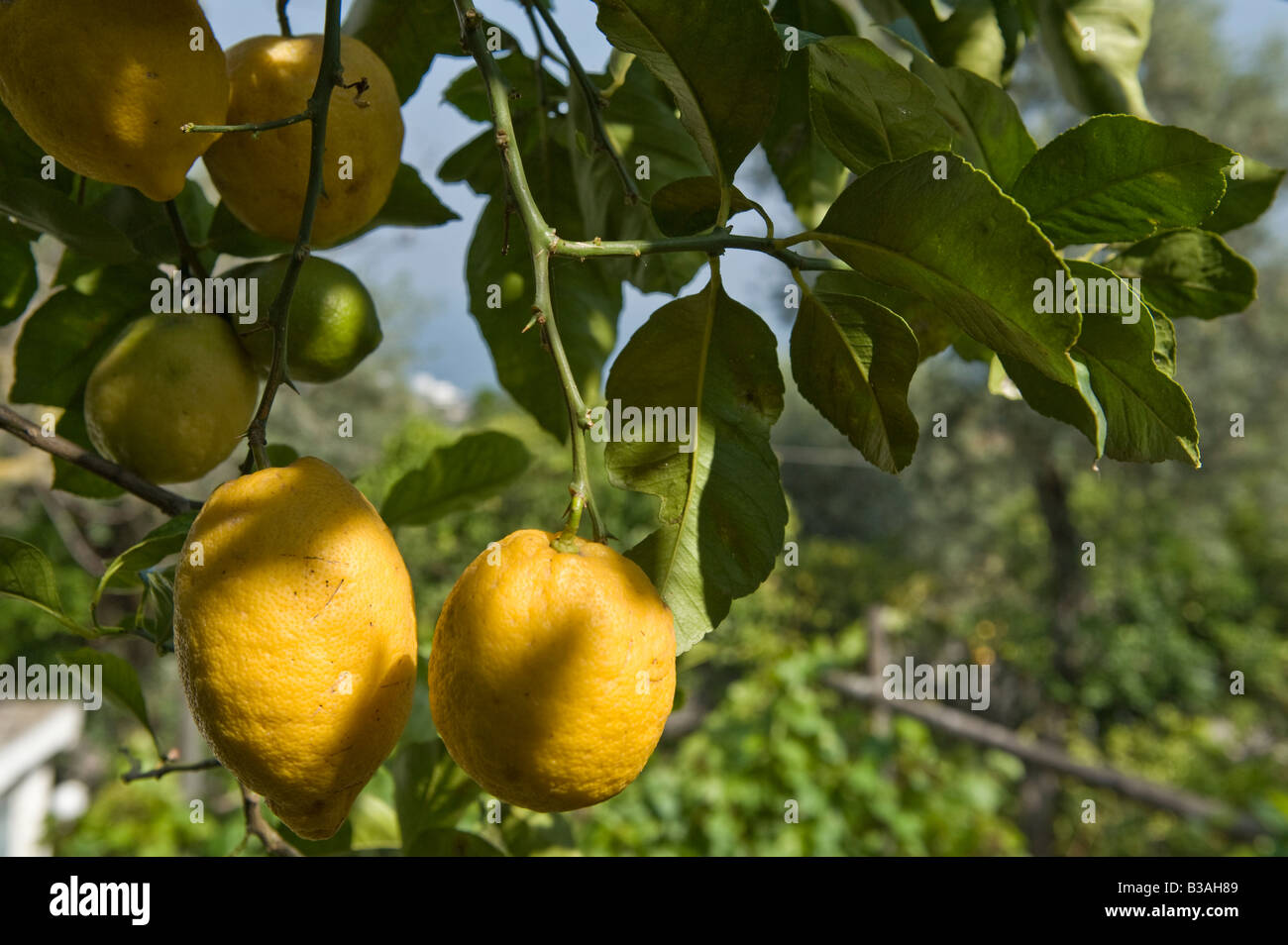 Liquore italiano con limoni immagini e fotografie stock ad alta ...