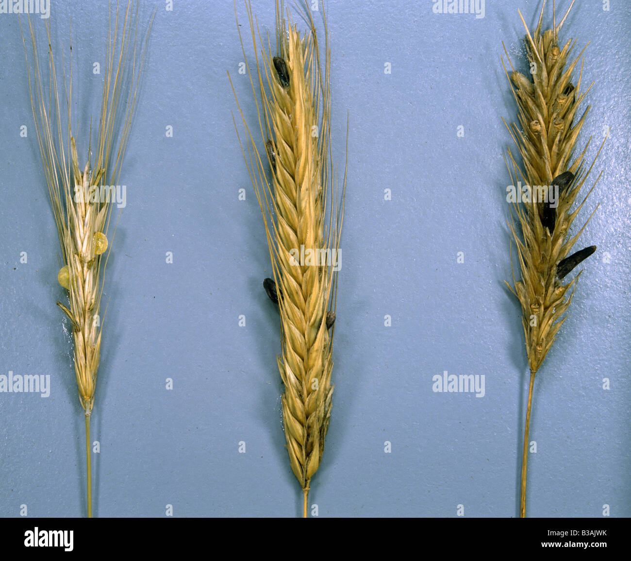Segale cornuta di segale claviceps purpurea immagini e fotografie stock ...