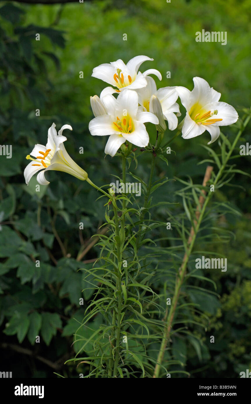 Lilium regale immagini e fotografie stock ad alta risoluzione - Alamy